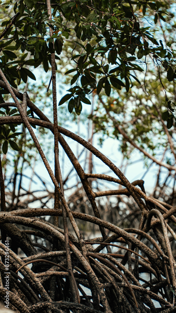 Mangue Manguezal Ilha Marajó Amazônia Pará Brasil Pântanos Floresta ...