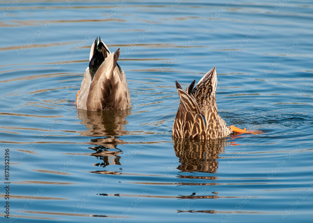 A pair of dabbling mallard ducks, Anas platyrhynchos, foraging in a ...