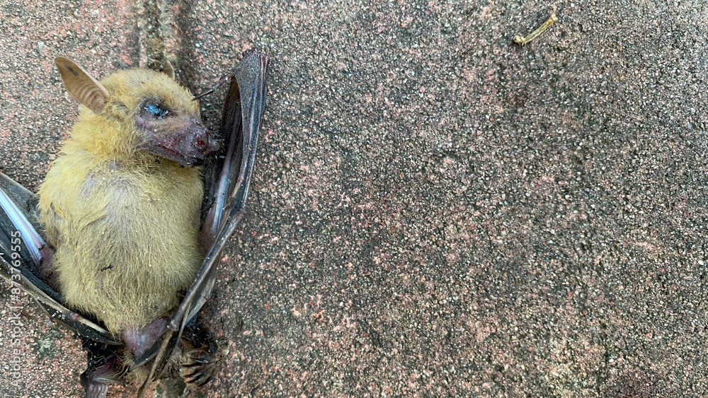 Dead bat with its wings folded and eyes open on the concrete floor ...