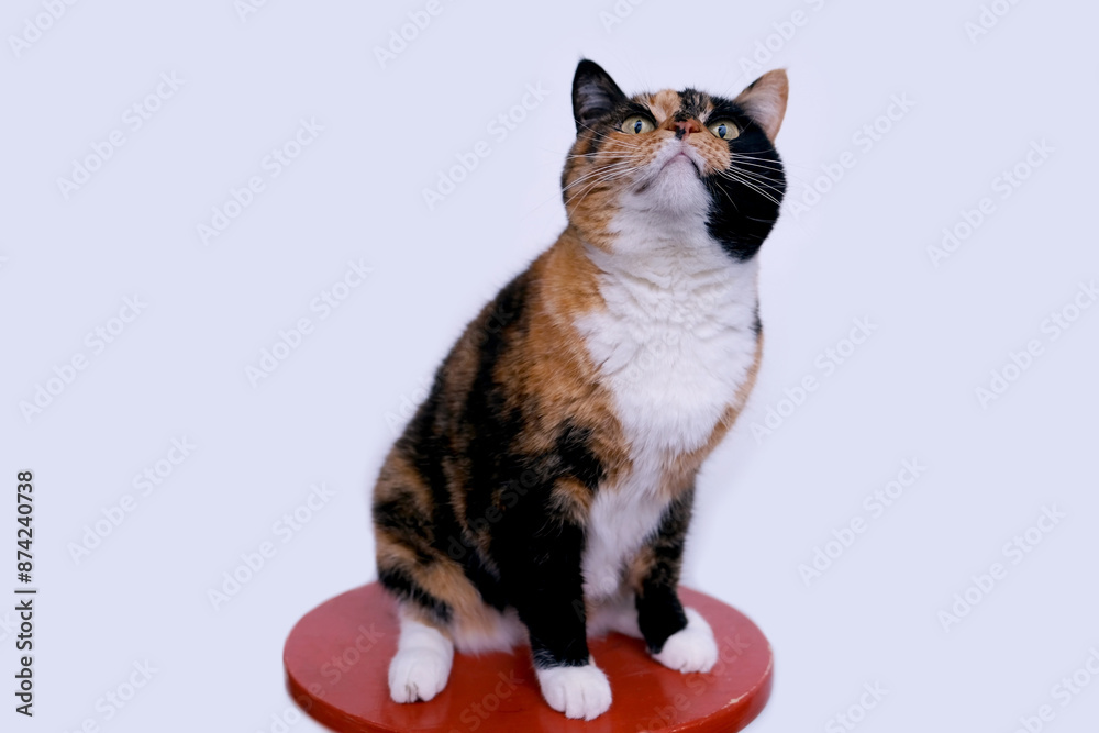 beautiful brown three colors adult domestic tortoiseshell cat with ...