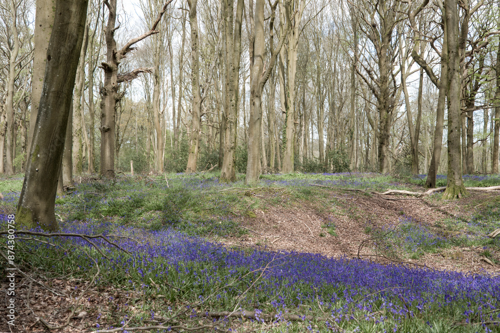 carpet of Beautiful bluebells a symbol of humility constancy gratitude ...