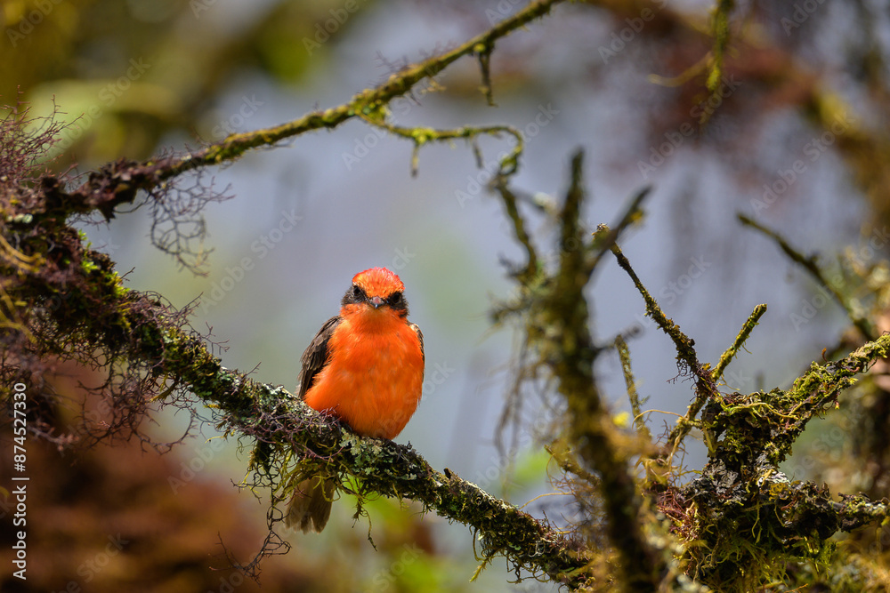 Pájaro Brujo pequeño macho - mosquero de Galápagos - Pyrocephalus nanus ...