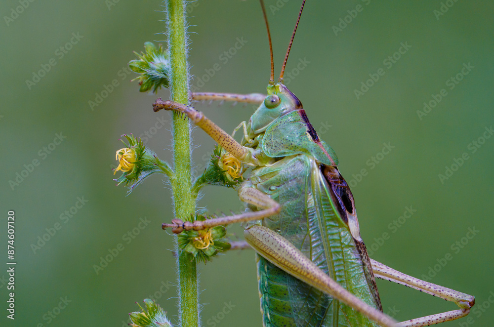 Grasshopper. It has long hind legs and short antennae, which are ...
