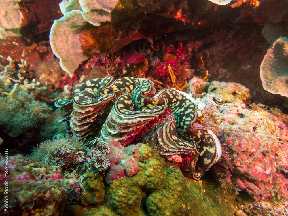 Colorful Fluted Giant Clam (Tridacna squamosa) nestled in vibrant coral ...