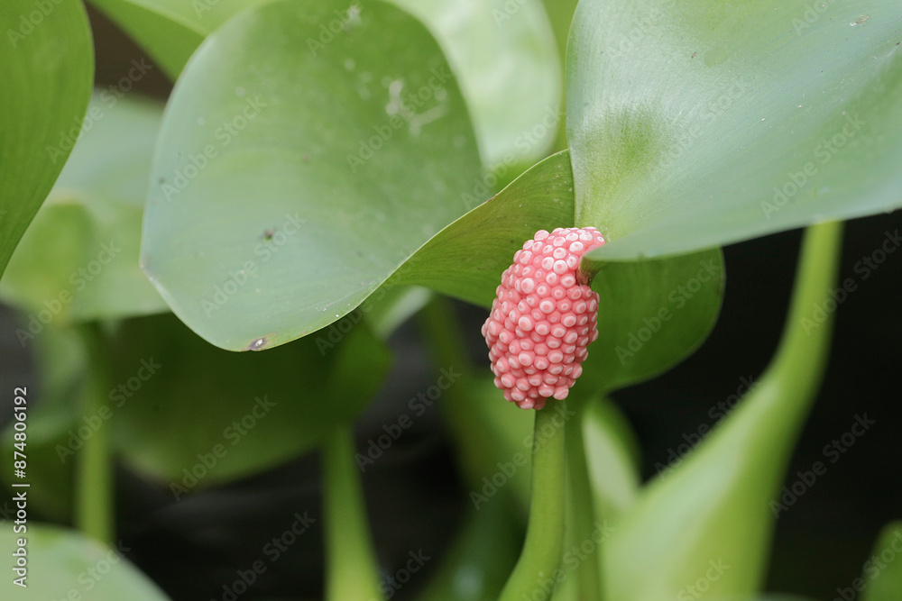 Groups of apple-snail eggs ready to hatch stuck to the stems of weeds ...