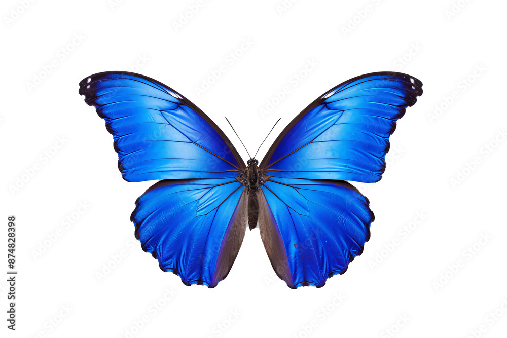 Beautiful indigo butterfly with transparent background in PNG style for ...