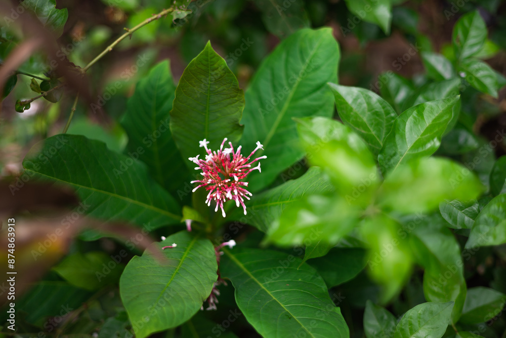 Beautiful red flowers with white spots cut with green shrubs ...