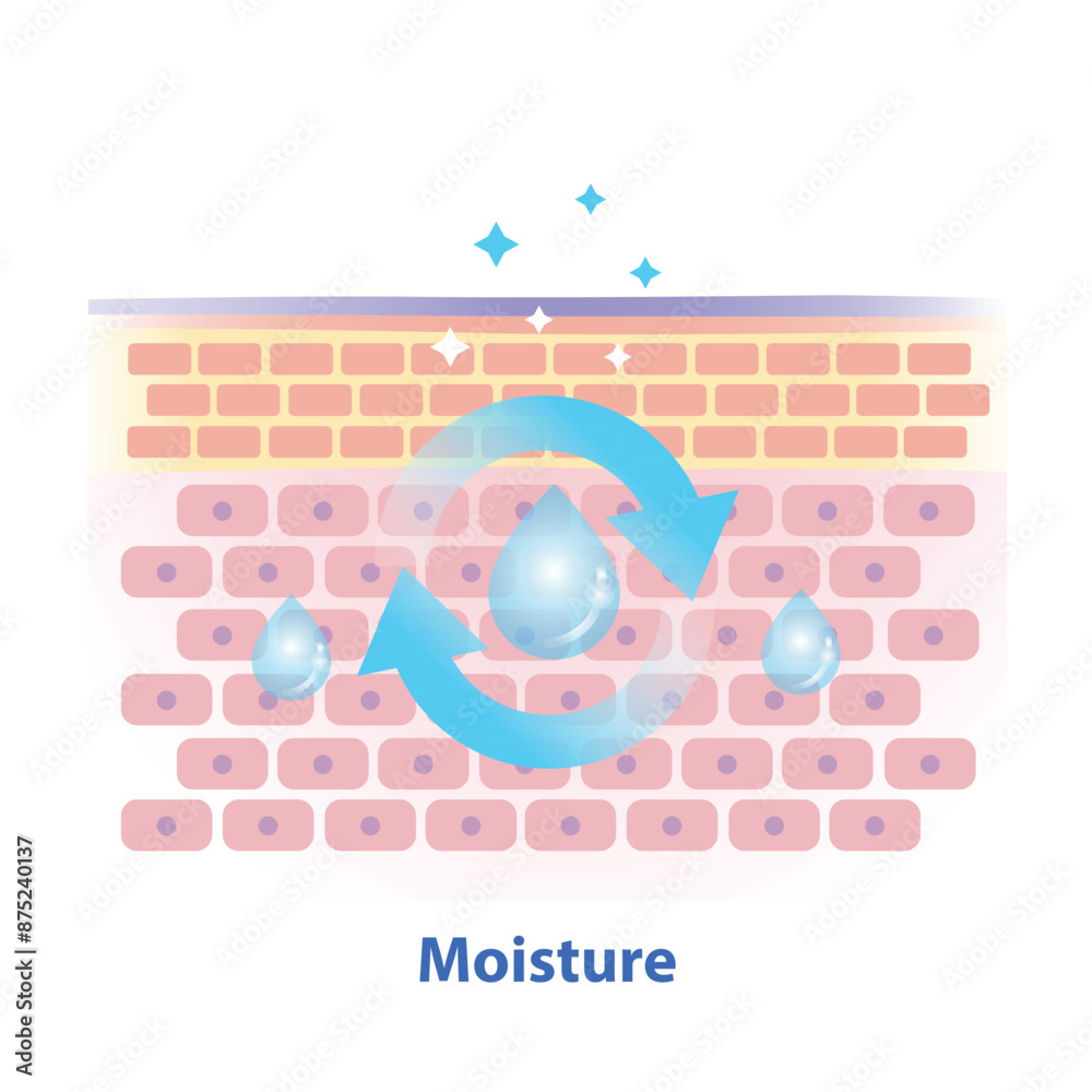 The mechanism of skin moisture illustration on white background. Cross ...