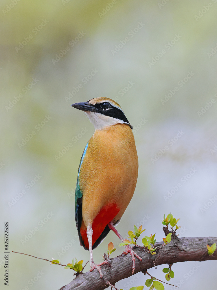 The Indian Pitta is a passerine bird native to the Indian subcontinent ...