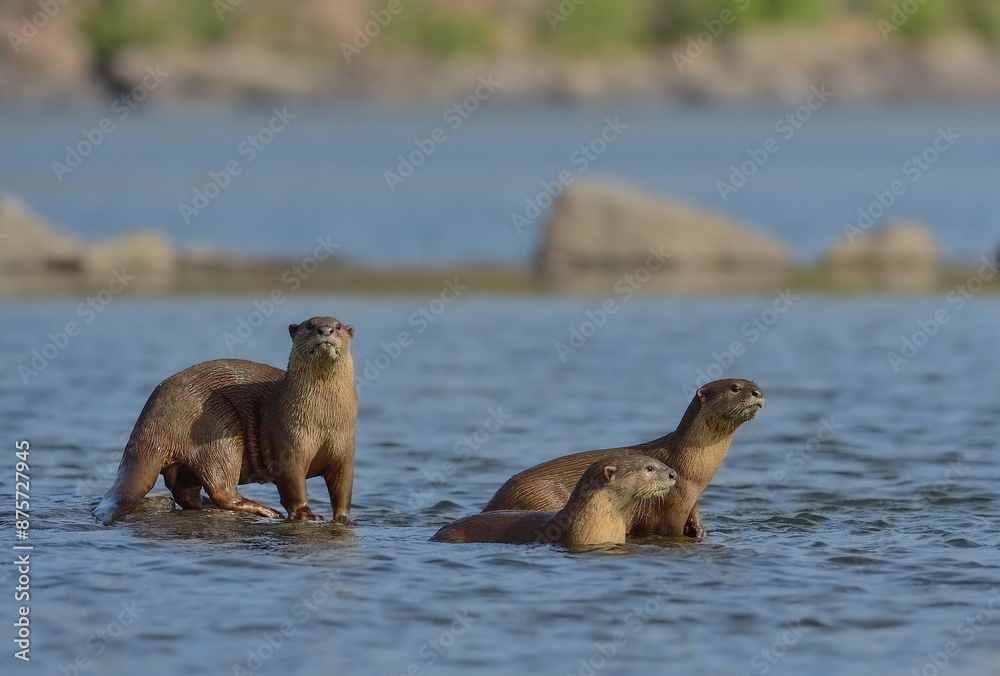 Smooth-coated Otter is a freshwater otter species from regions of South ...