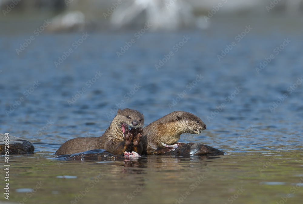 Smooth-coated Otter is a freshwater otter species from regions of South ...