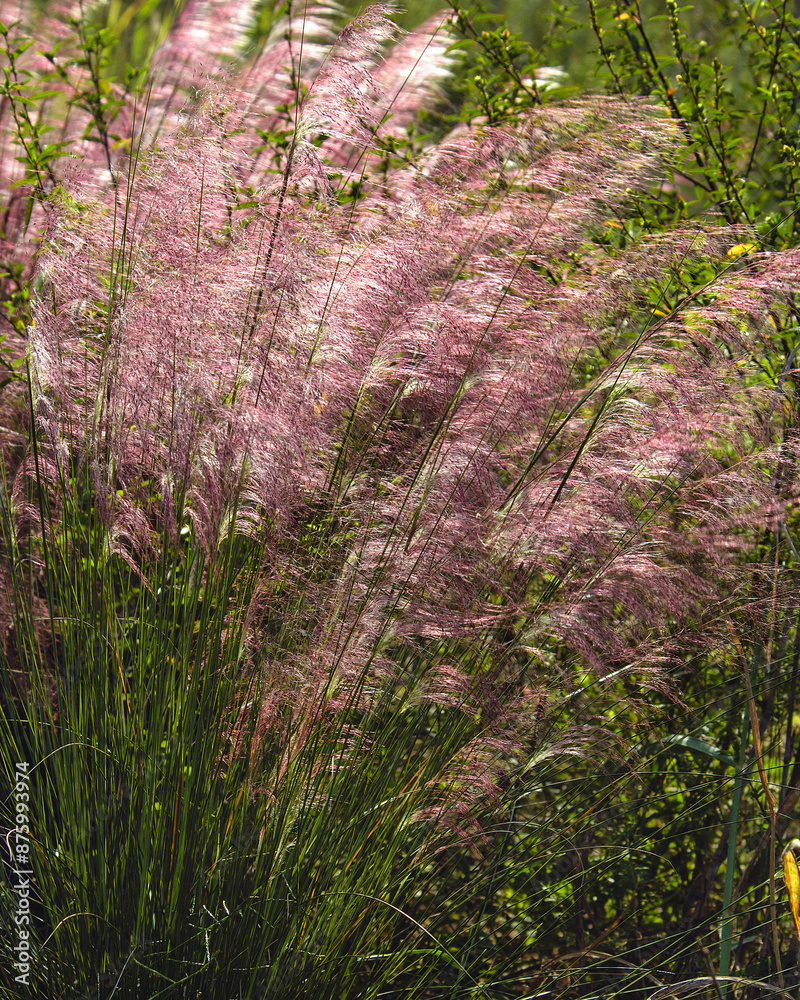 Tall, wispy pink plumes of Muhly Grass, Muhlenbergia capillaris, are ...