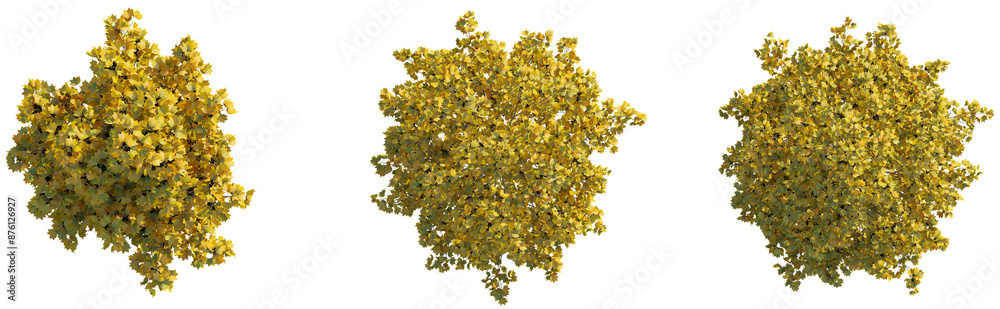Liriodendron Autumn tree plan top view 4k png cutout Stock Photo ...