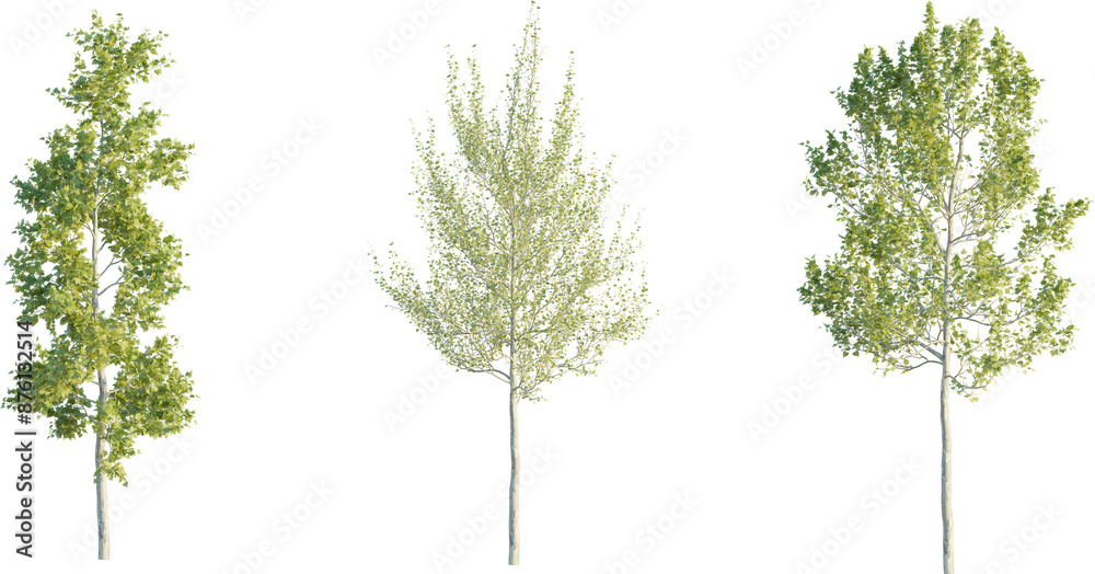American Sycamore tree 4k png cutout Stock Photo | Adobe Stock