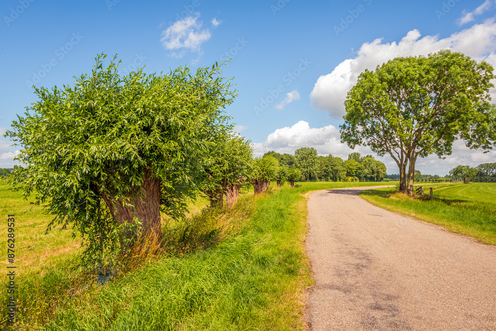Dutch country road with a row of pollard willow trees on a sunny summer ...
