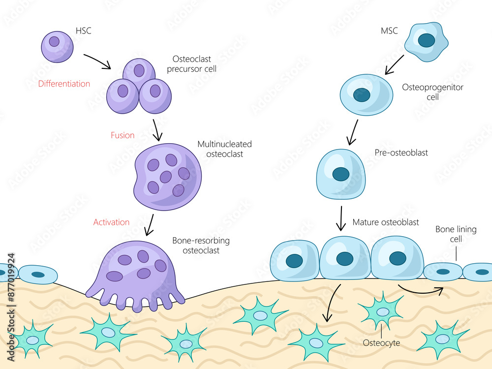 differentiation and activation process of bone cells, osteoclast and osteoblast development ...