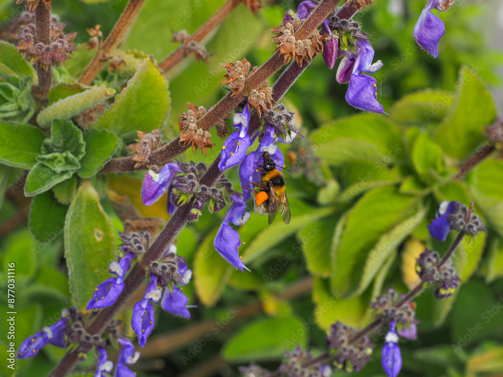 Bearded collector or Coleus barbatus flower blooming in the garden ...