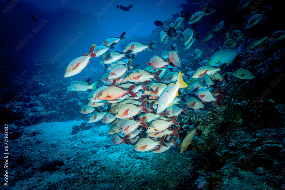 French Polynesia, Tuamotu Archipelago, Fakarava North, School of ...