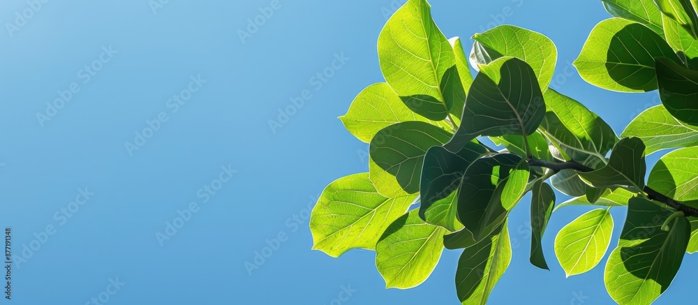 Tulip tree leaves also known as Tuliptree or American Tulip Tree shown ...