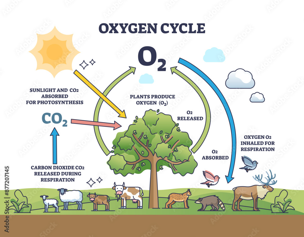 Oxygen cycle with O2 production from plants absorbing carbon dioxide ...