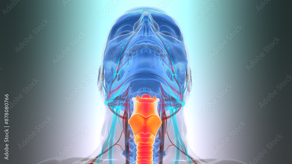 Human Respiratory System Larynx and Pharynx Anatomy 素材庫插圖 | Adobe Stock