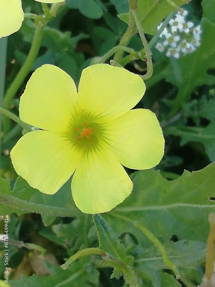 Flor de Agret, planta invasora con propiedades muy beneficiosas para la ...
