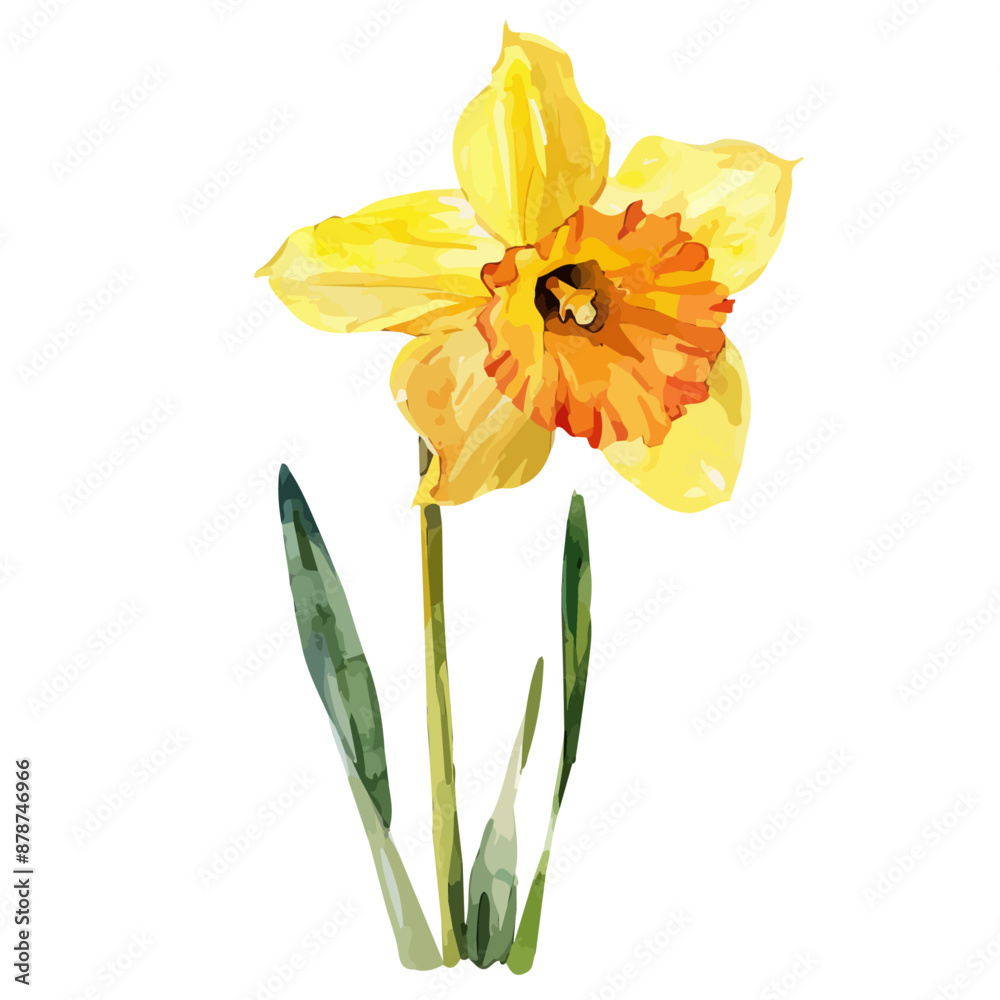 Watercolor clipart vector of a daffodil flower, isolated on a white ...