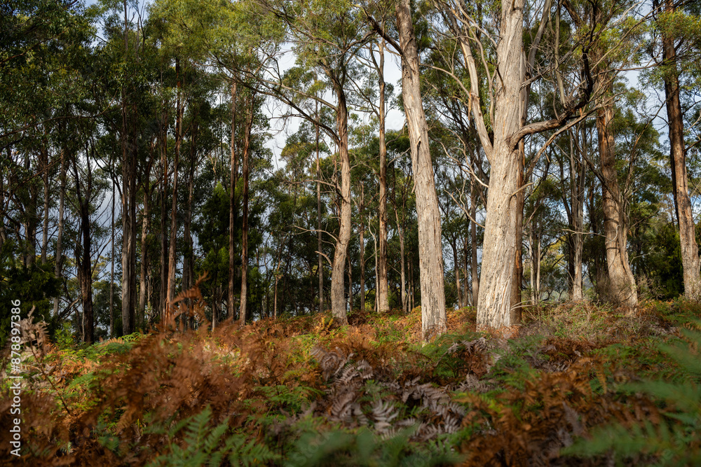 beautiful gum Trees and shrubs in the Australian bush forest. Gumtrees ...