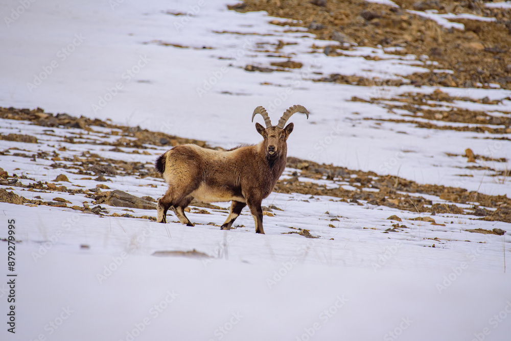 Himalayan ibex is a magnificent species of wild goat walk on the snow st Spiti valley, India ...