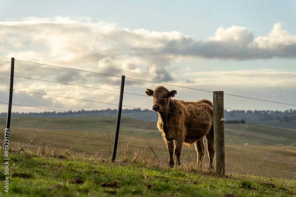 Sustainable Livestock Farming in Australia: Regenerative Practices for ...