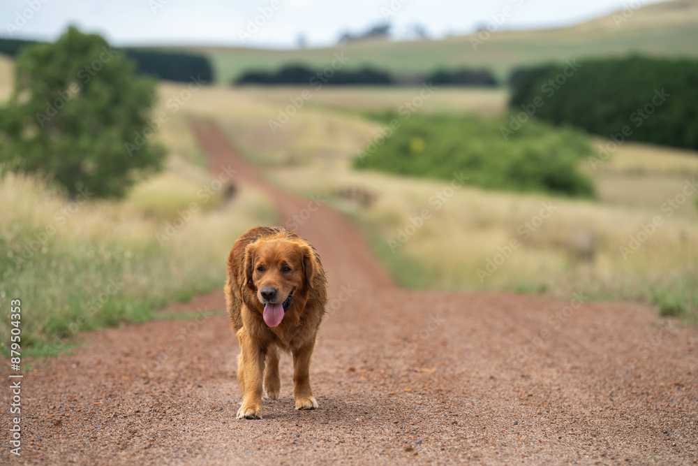 Australian Farm Dogs kelpie Working Through Drought, Navigating Summer ...
