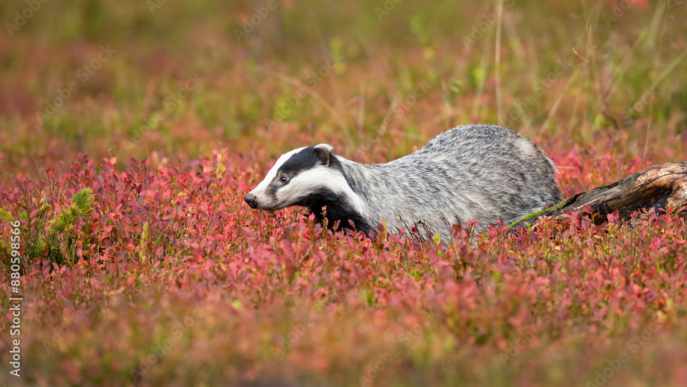 European badger (Meles meles), also known as the Eurasian badger, is a ...