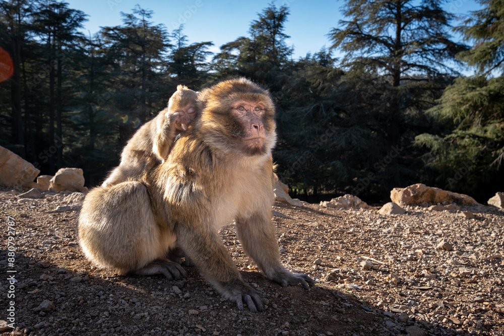Barbary macaque (Macaca sylvanus) with its small baby on its back ...