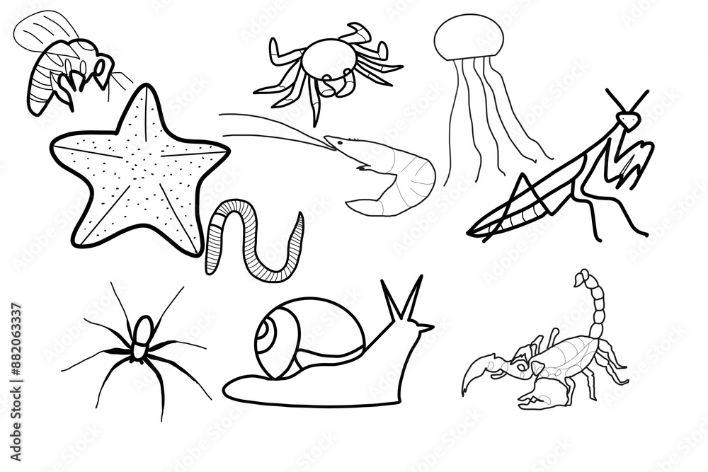 Invertebrate Animals Bee Crustacean Starfish Earthworm Shrimp Spider ...