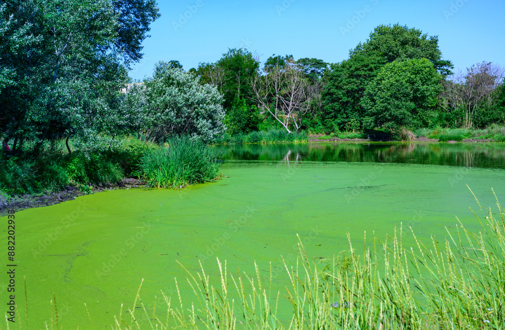 Aquatic plants floating on the surface of the water duckweed Lemna and ...