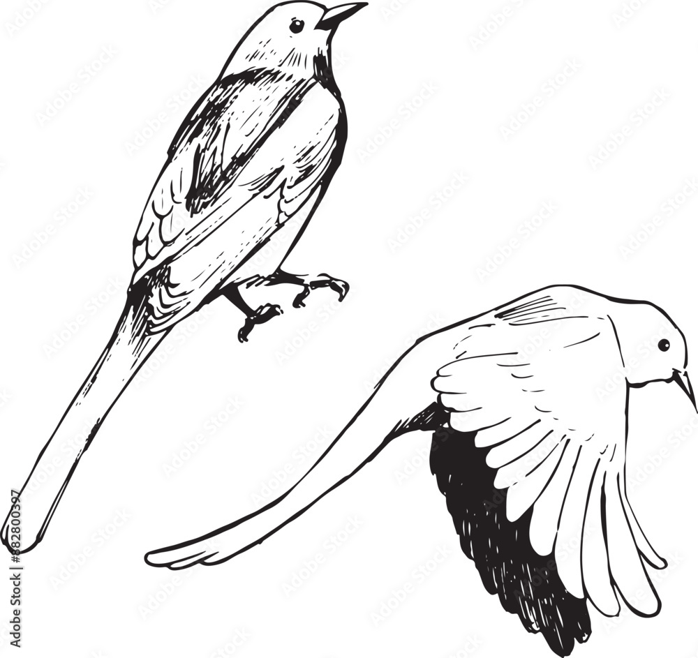 Magpie birds ink drawings set. Nature wildlife sketches in black and ...