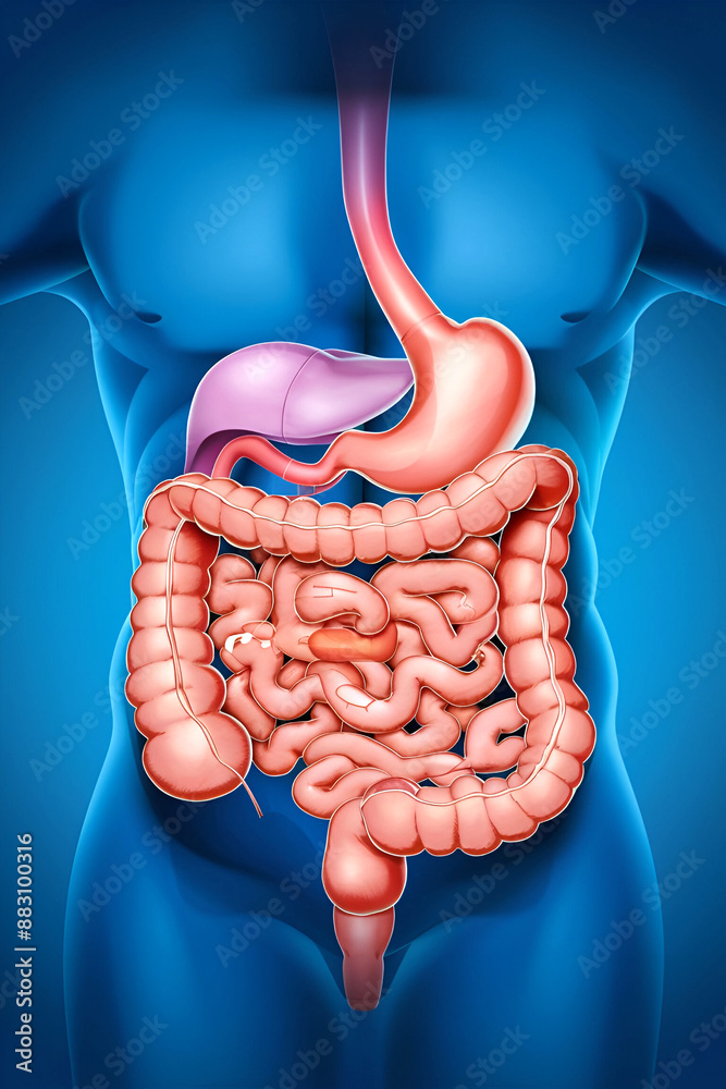 Explore Human Digestive System Anatomy Blue Themed Visual Guide Stock ...