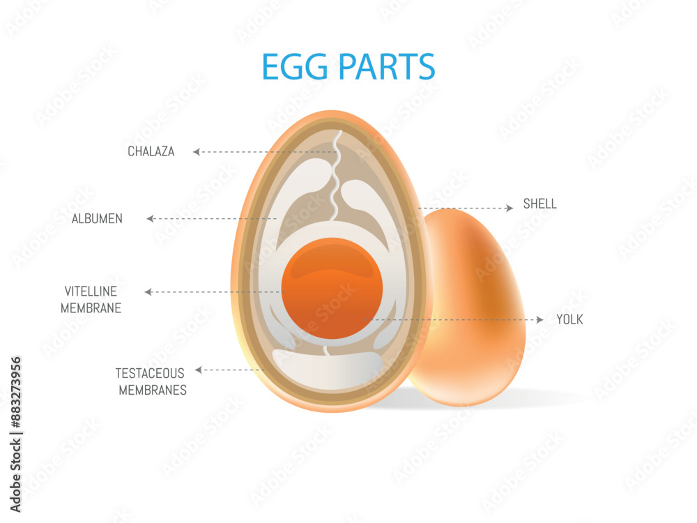 Detailed diagram illustrating the different parts of an egg, including ...