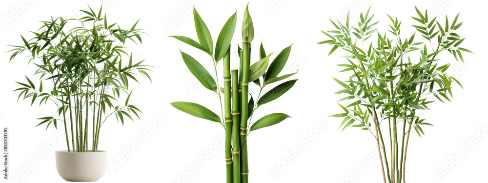 A collection of different types of bamboo plants, showcasing vibrant ...