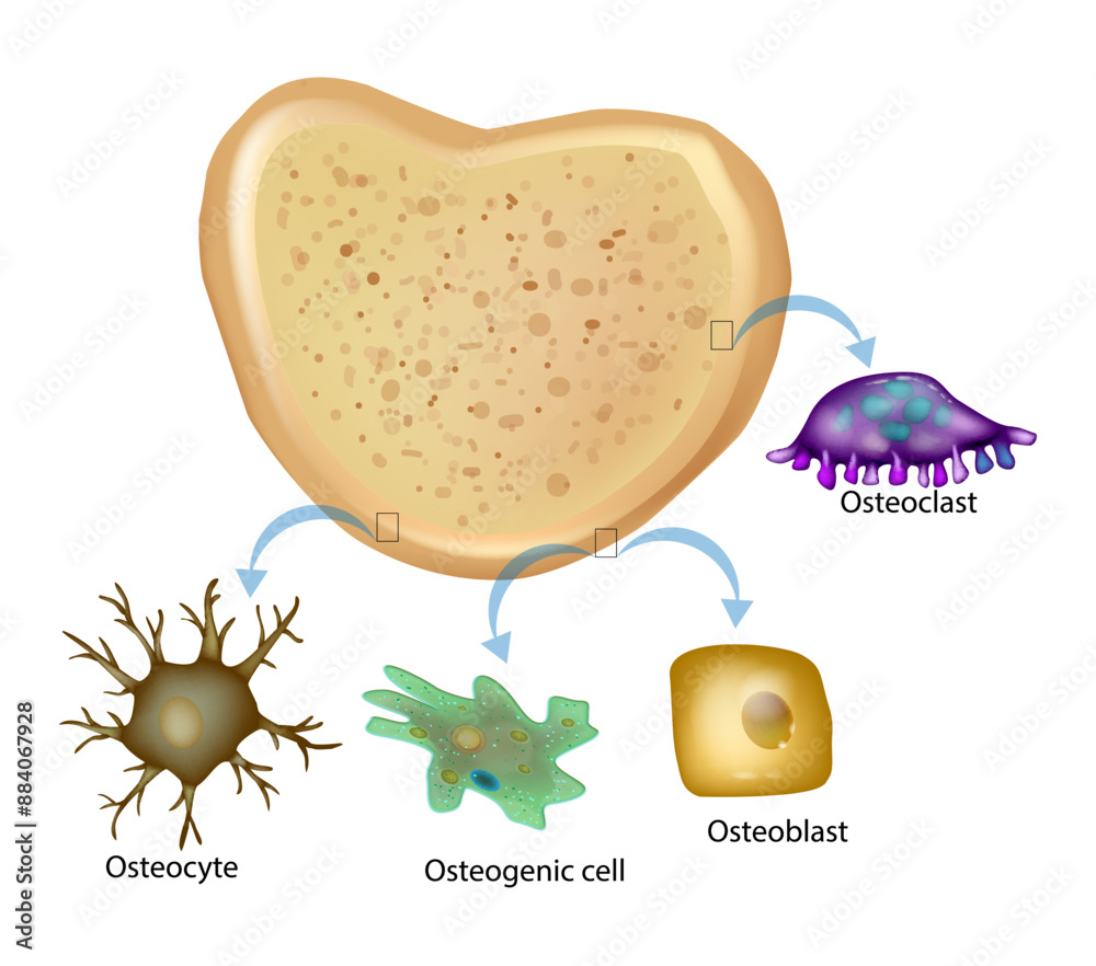 Bone tissue has four types of cells. Osteogenic cell, Osteocyte ...