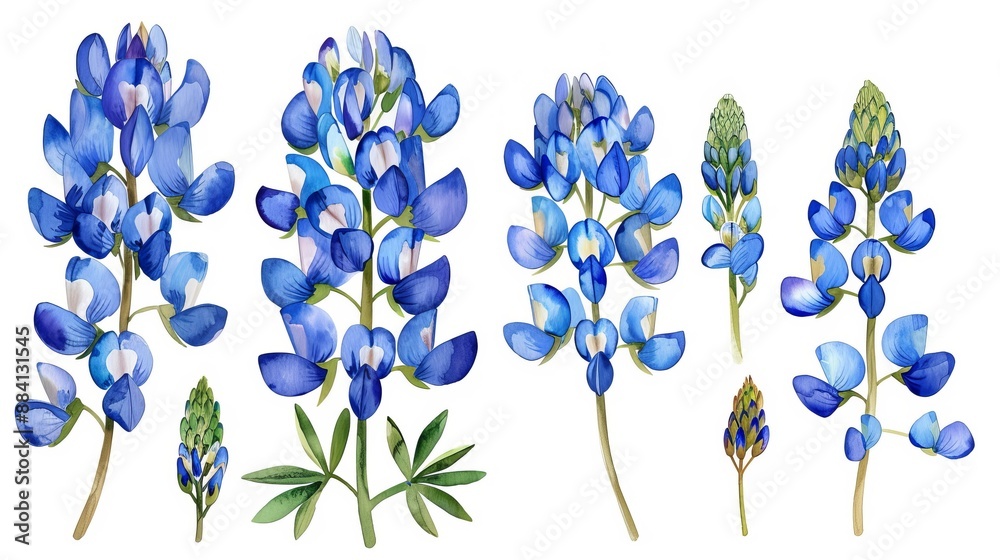 Watercolor illustration of bluebonnet flowers depicting the various ...