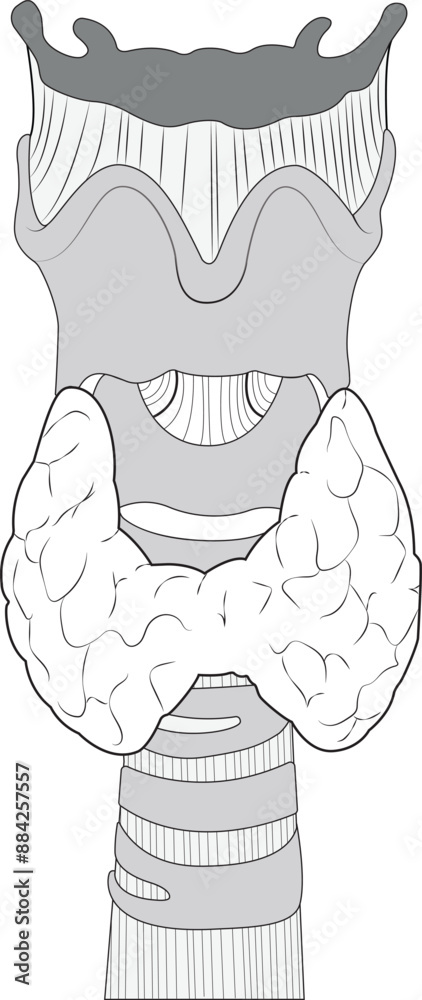 vector illustration of diagram of thyroid gland, Thyroid gland and trachea shown, Human ...