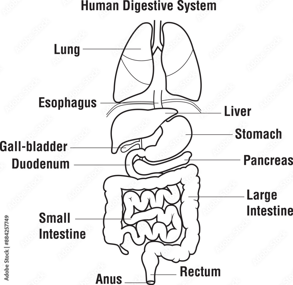 human digestive system. location of the gastrointestinal tract in the ...