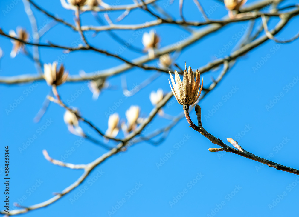 Tulip tree branches with dry flowers and buds against blue sky - Latin ...