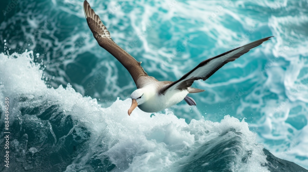 Black-browed albatross soaring over the open ocean, its wings spread ...