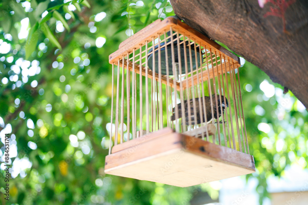 The Javan munia or Lonchura leucogastroides in the small cage. Native ...