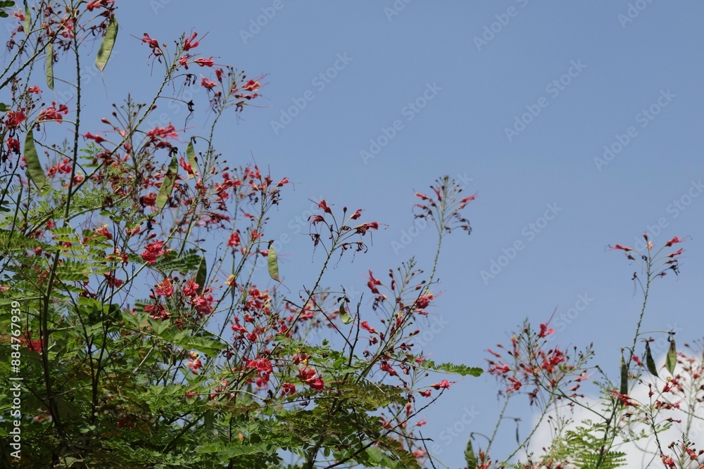 Selective focus at a stunning red flowers named Royal Poinciana ...