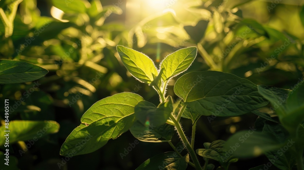 Photosynthesis: Essential mechanism in plants and organisms that ...