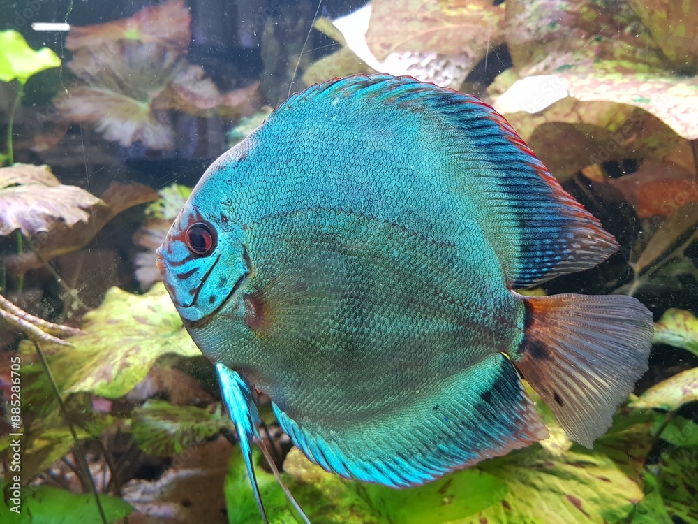 Symphysodon (colloquially known as discus or discus fish) is a genus of ...