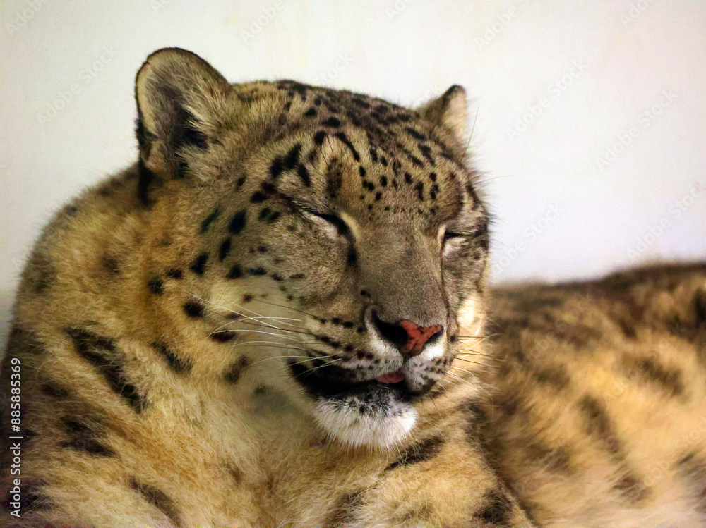 The snow leopard is a large cat native to the mountain ranges of ...